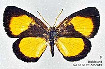 Papua Insects Foundation (Lepidoptera/Callidulidae: thumbnails)